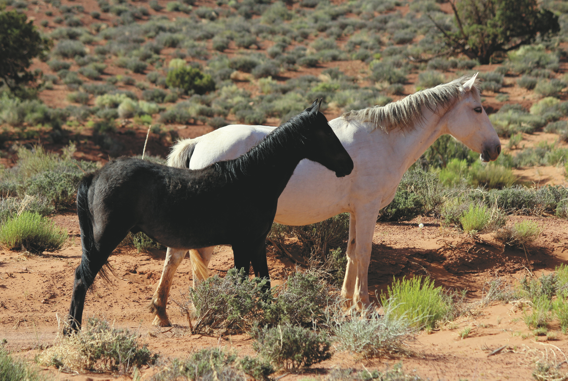 Utah - Höhepunkte und Unbekanntes - Karawane